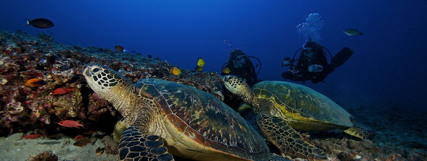 Diving On Oahu’s Beautiful North Shore – Hawaii | Hawaii Eco Divers ...