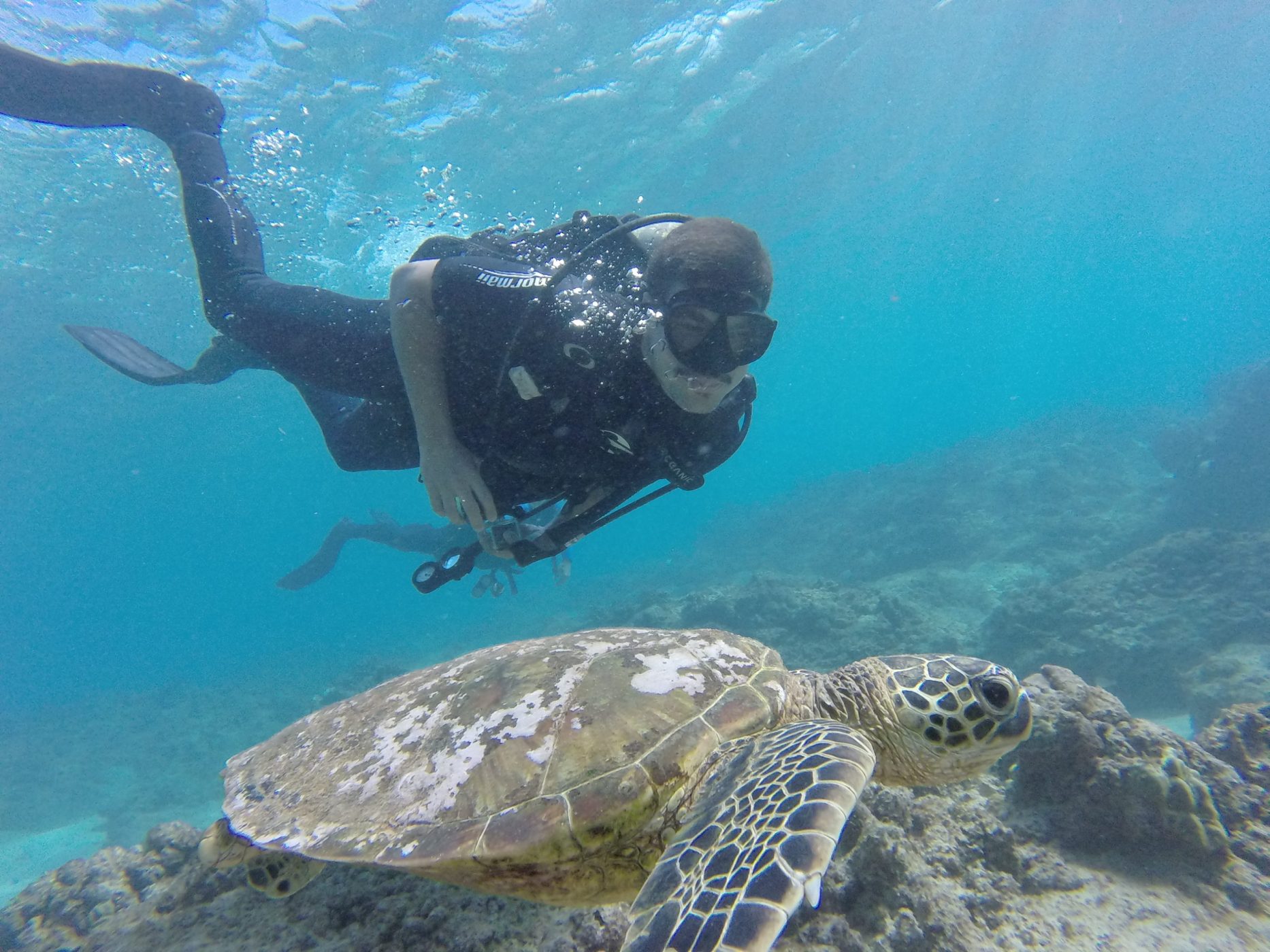 Sea Turtles: One Of The Ocean’s Most Magnificent Treasures | Hawaii Eco ...
