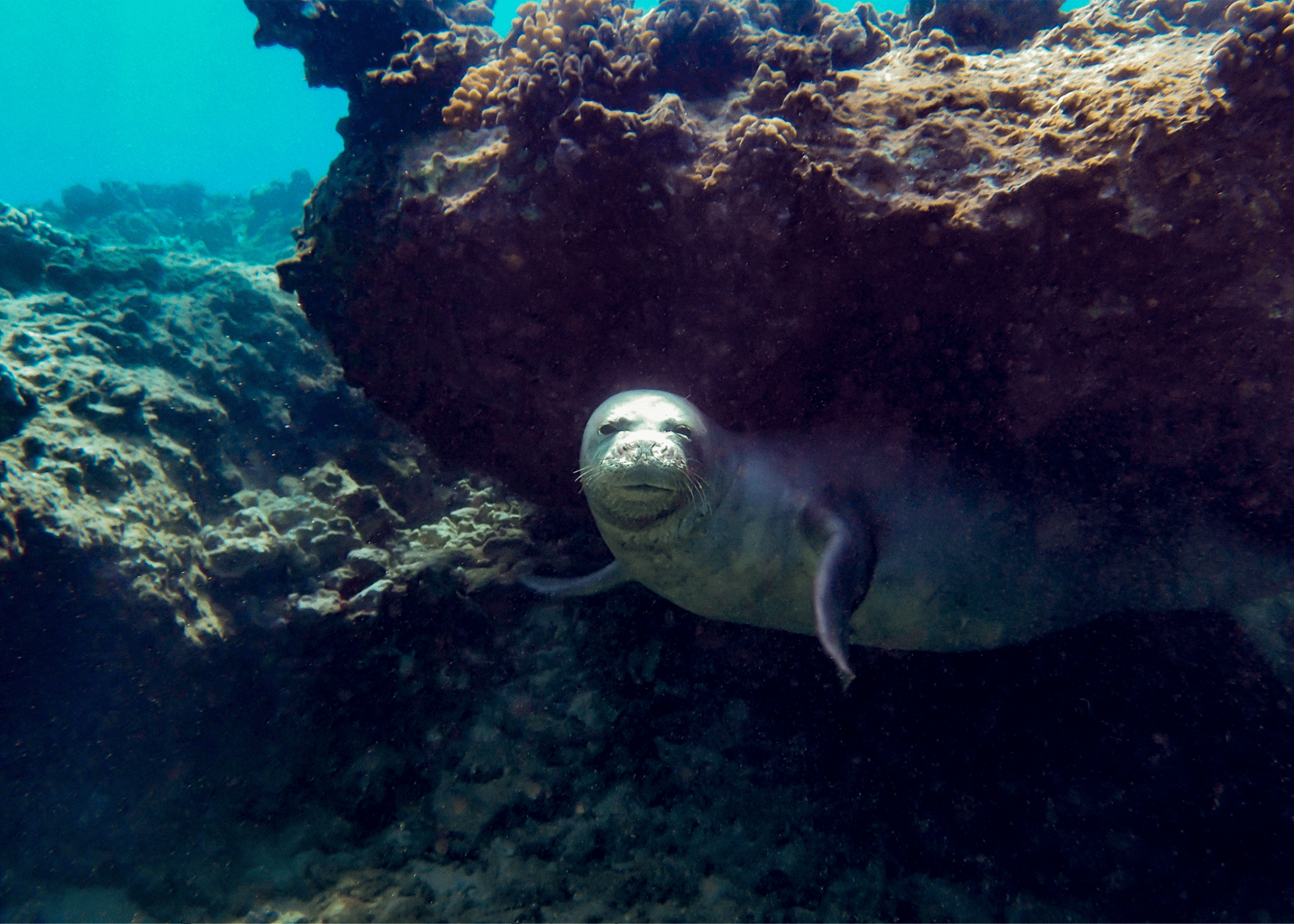 Diving With Monk Seals In Hawaii | Hawaii Eco Divers & Surf Adventures